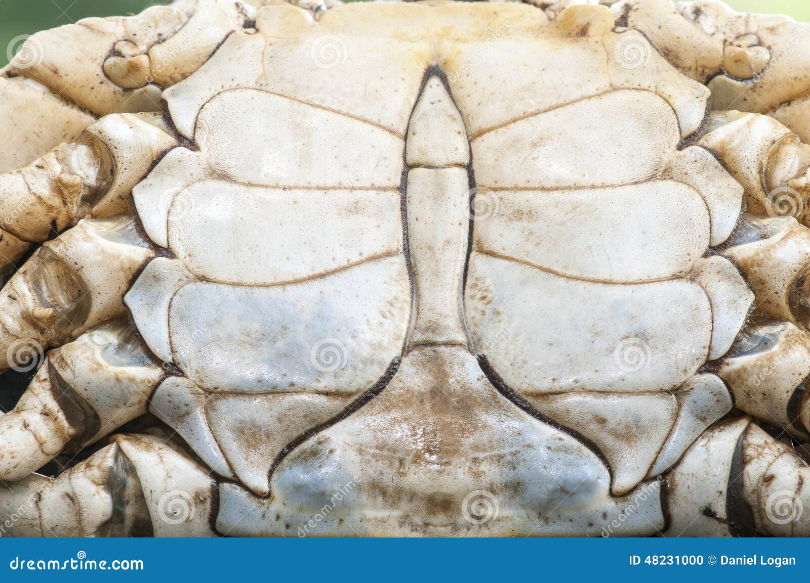 Crab shell pattern stock photo. Image of design, segment - 48231000