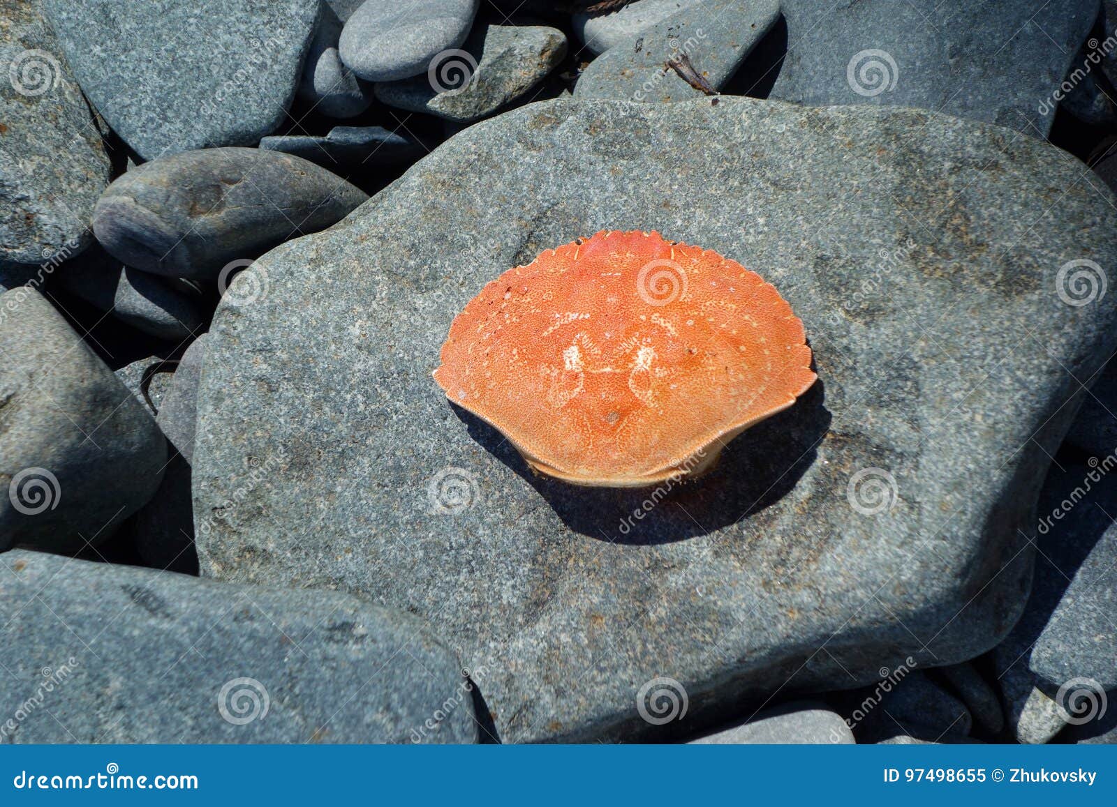 Crab Shell on a Rocky Beach Stock Image - Image of crab, beach: 97498655