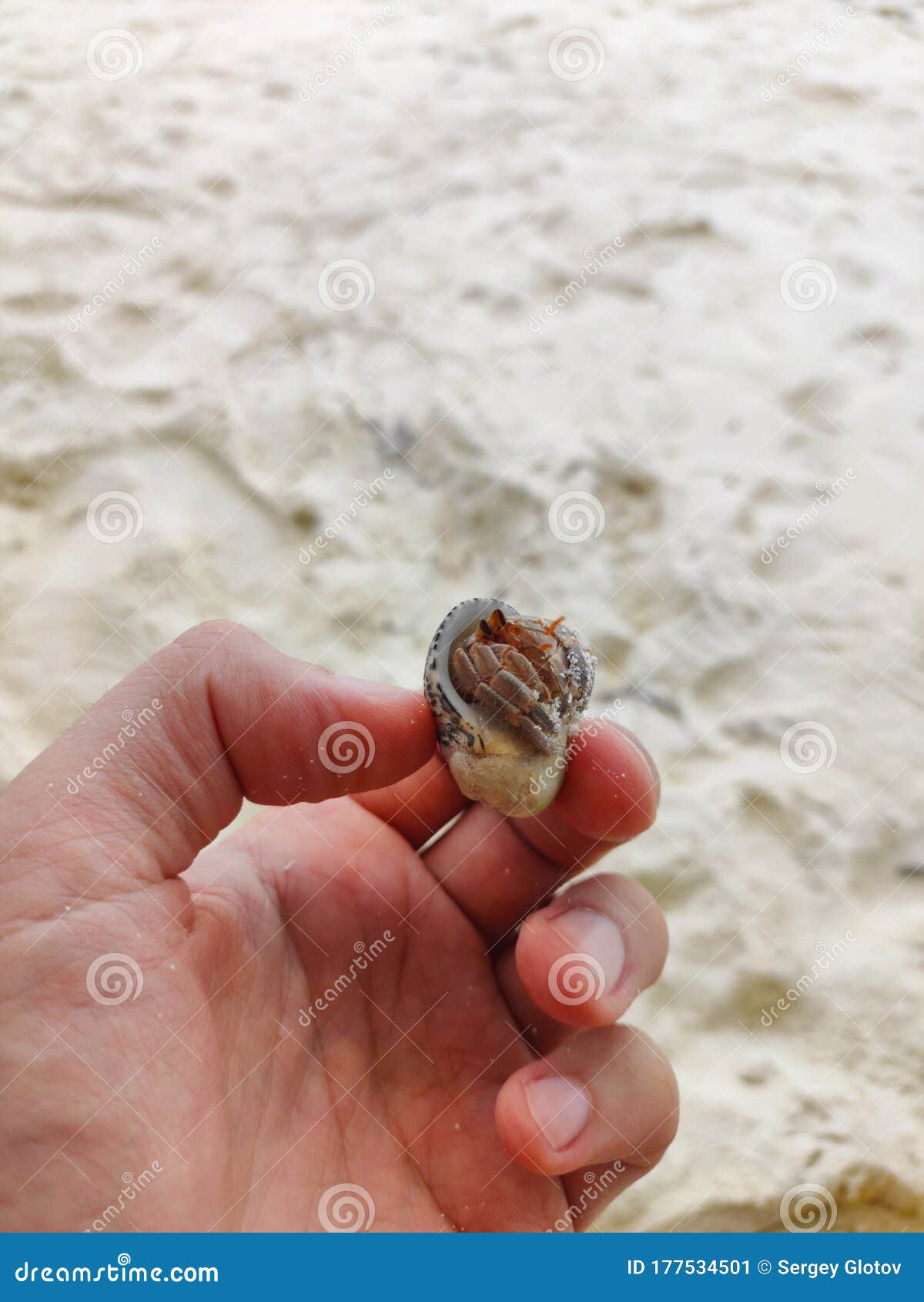 Crab shell small shellfish stock image. Image of shell - 177534501