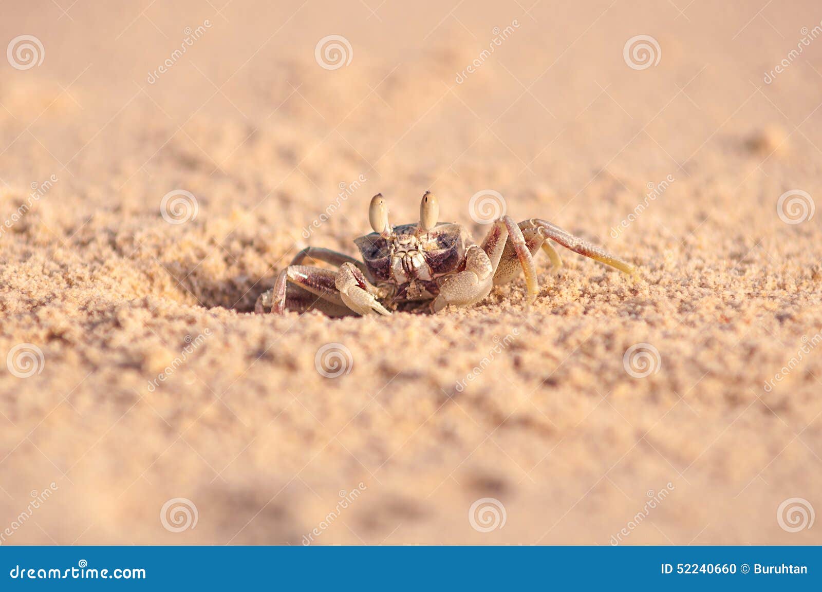 Crab stock photo. Image of macro, focus, close, crab - 52240660