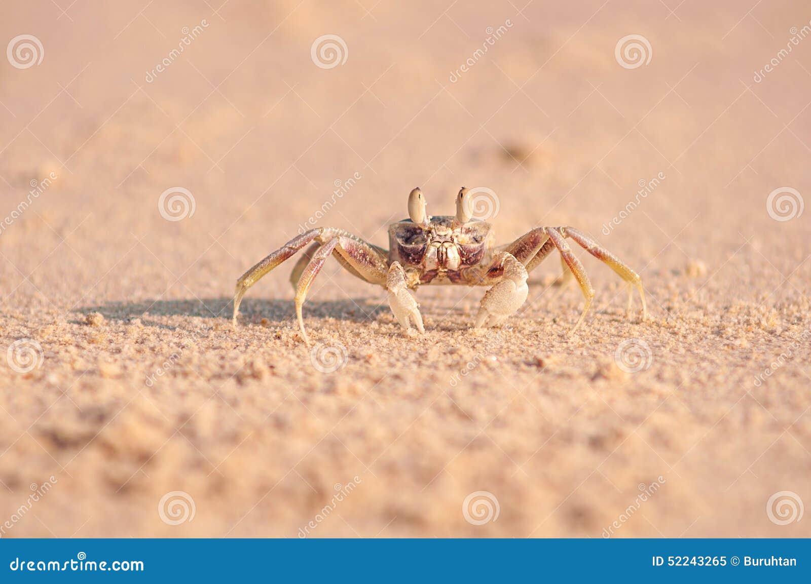 Crab stock image. Image of asian, ocypodidae, sand, nature - 52243265