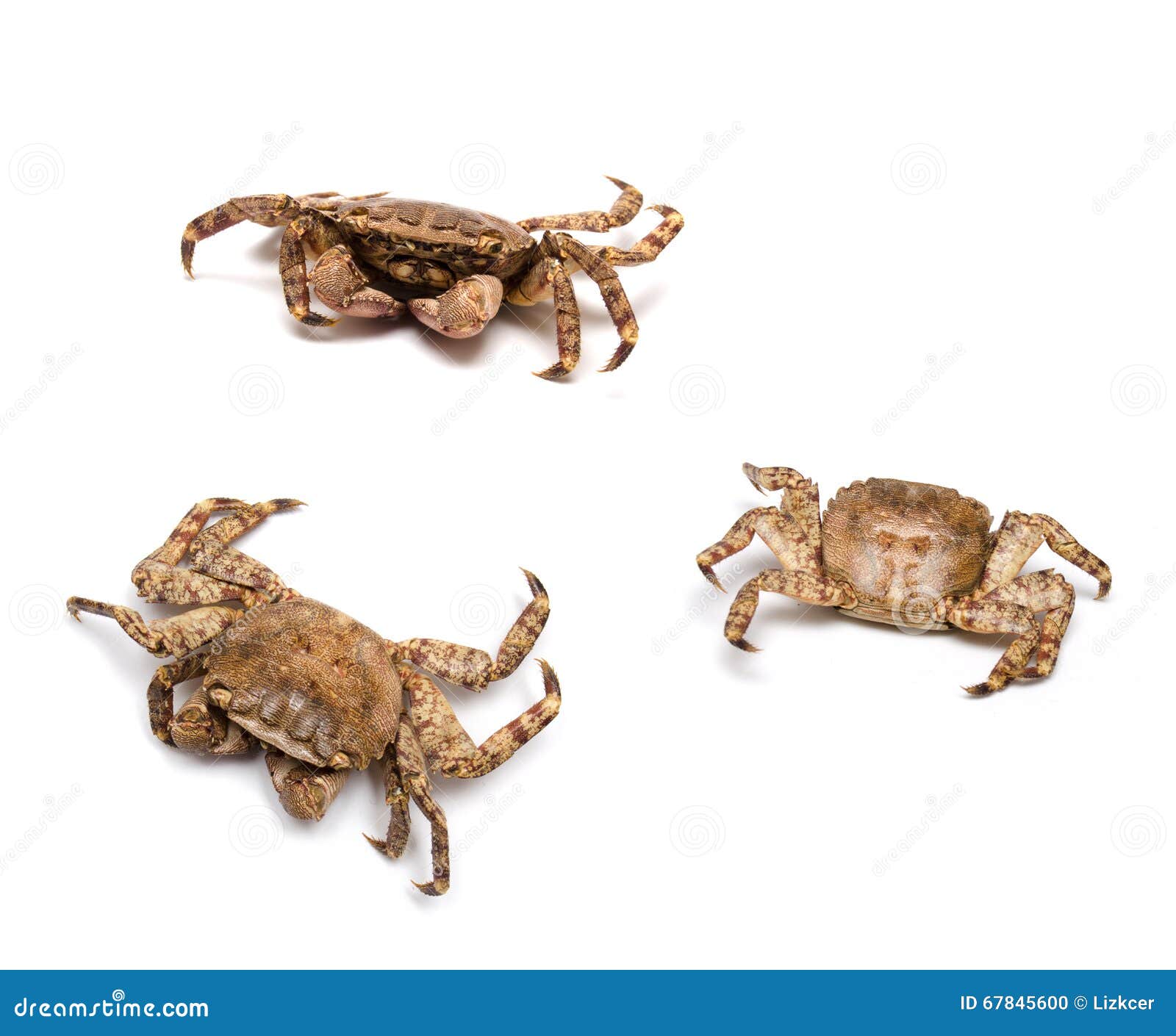 Crab stock photo. Image of crab, claw, background, seafood - 67845600
