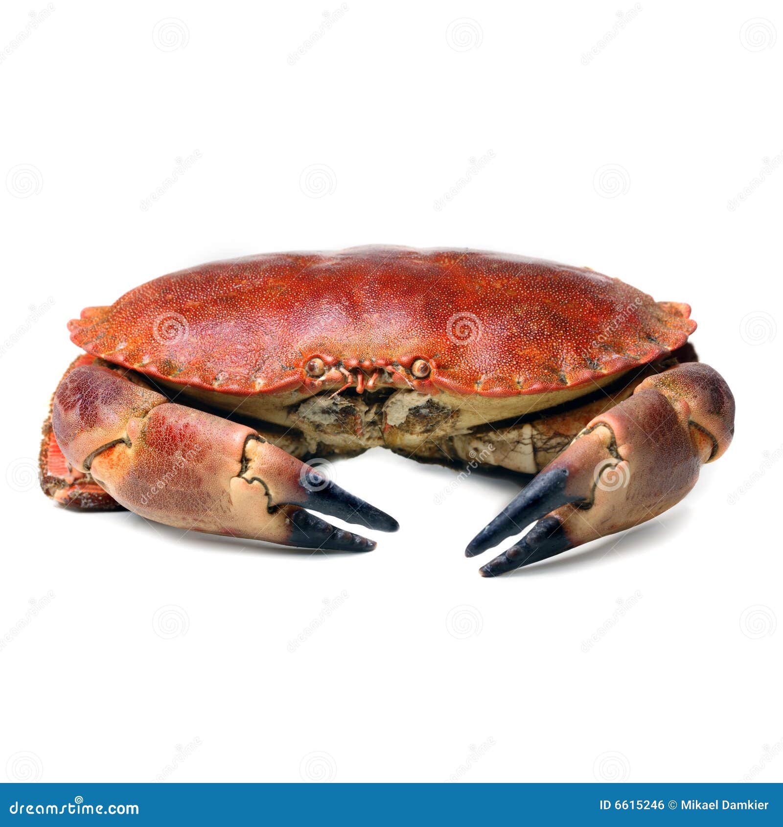 Crab Shot on a White Backdrop Stock Photo - Image of shellfish, shell ...
