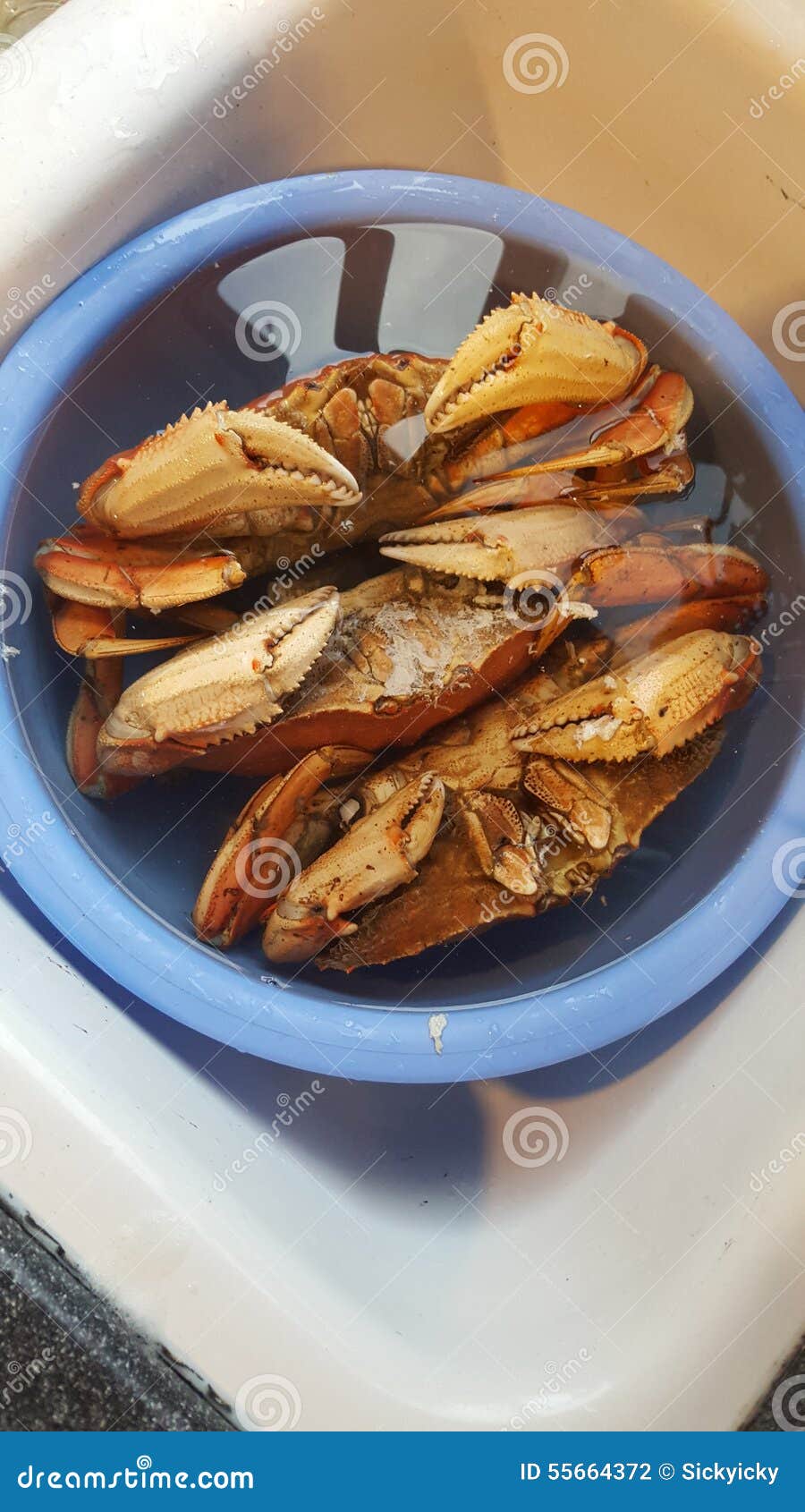 Crab in a sink stock photo. Image of cooked, crab, water - 55664372