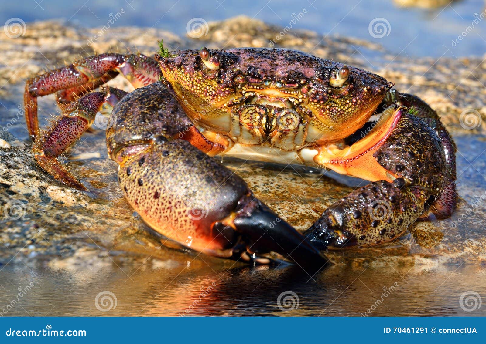 Crab sits on coastal rocks stock image. Image of shell - 70461291