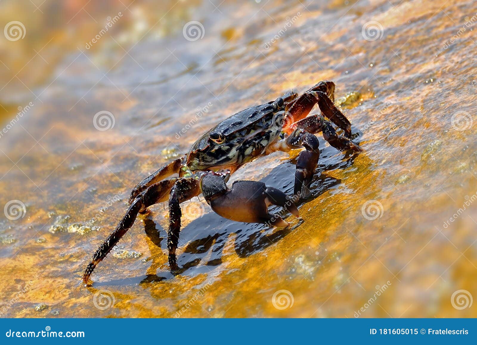 Crab on a Rock Closeup - Crab Macro Stock Image - Image of fall ...
