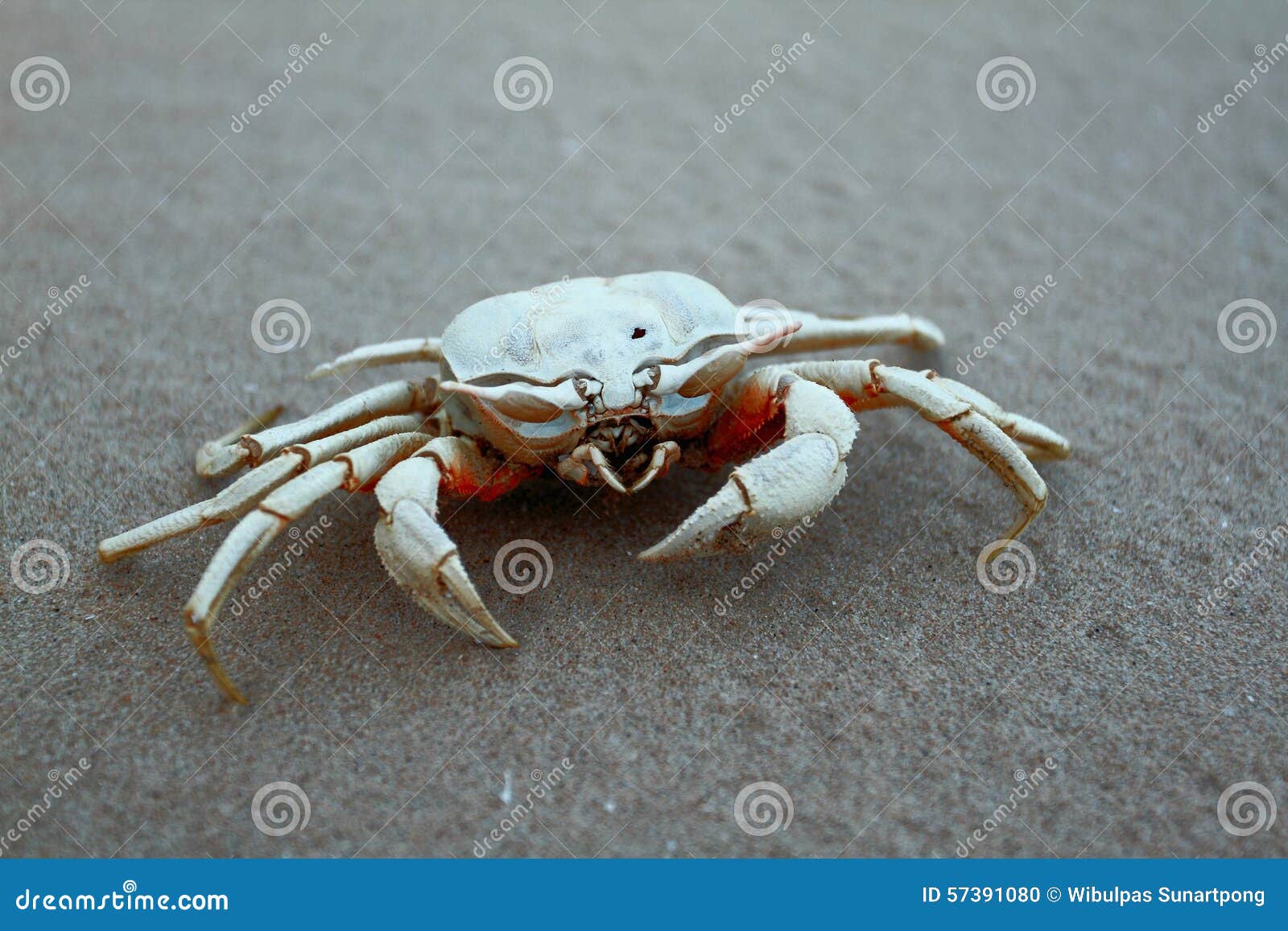 Crab skeleton stock photo. Image of dead, skeleton, southeast - 57391080