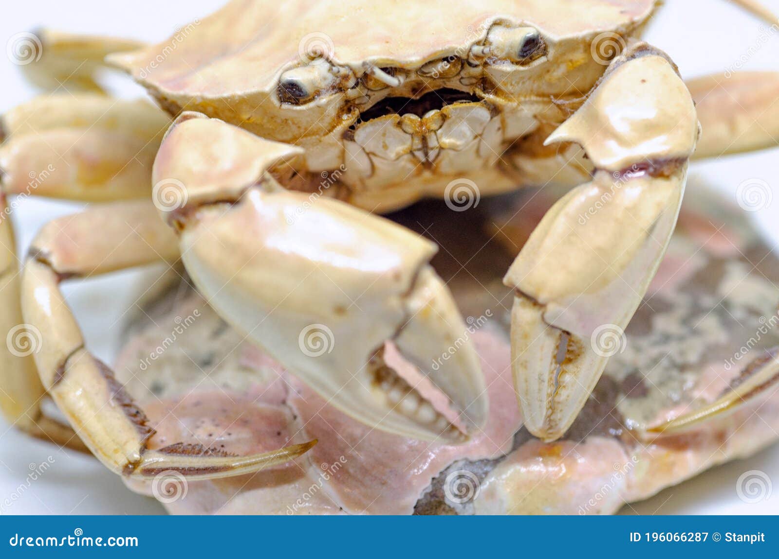 Crab Skeleton Isolated on White Background Stock Image - Image of ...