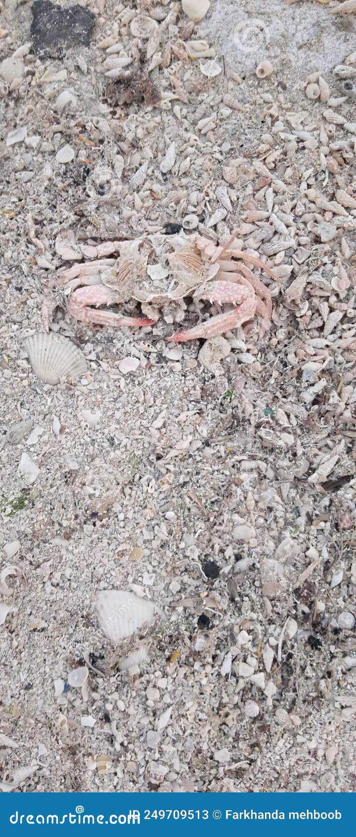 Crab sleeping stock image. Image of relaxing, crab, sleeping - 249709513