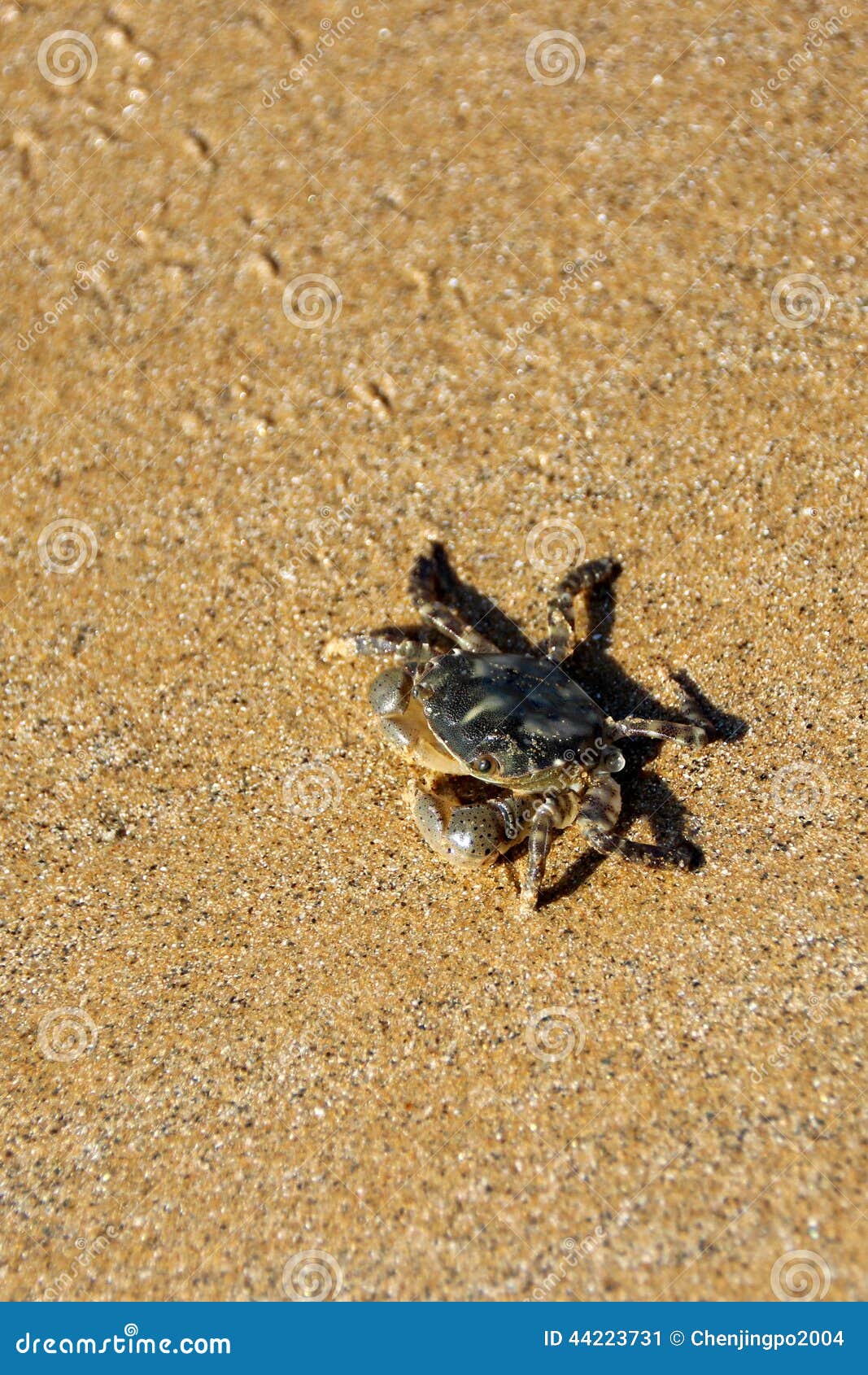 The crab stock image. Image of crustacean, sandbeach - 44223731
