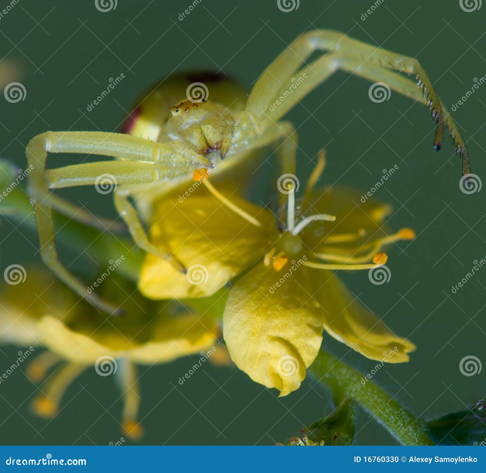 Crab spider stock photo. Image of arachnida, hunting - 16760330