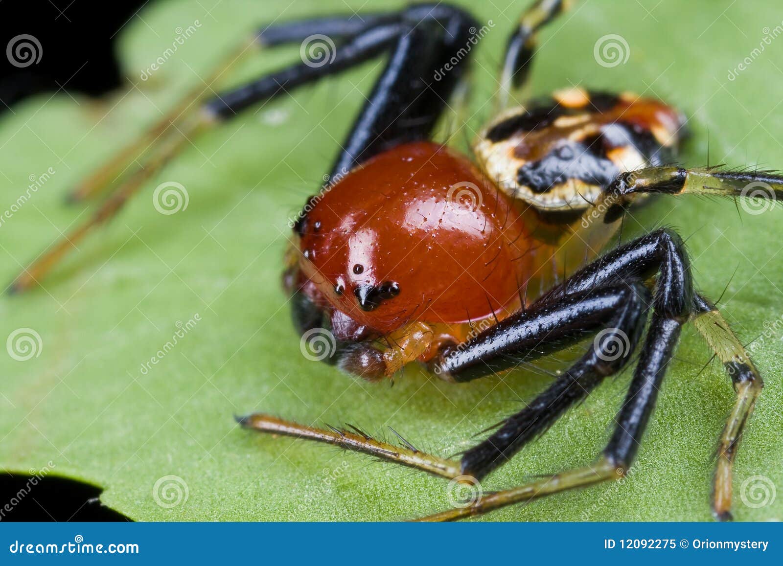 Crab Spider, Camaricus Maugi Stock Image - Image of fang, macro: 12092275