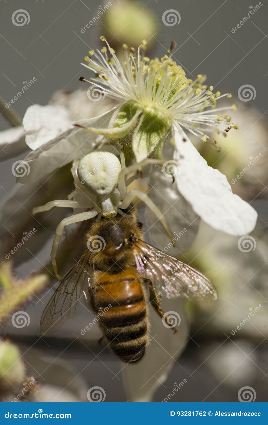 Spider Capturing A Bumblebee Royalty-Free Stock Photography ...