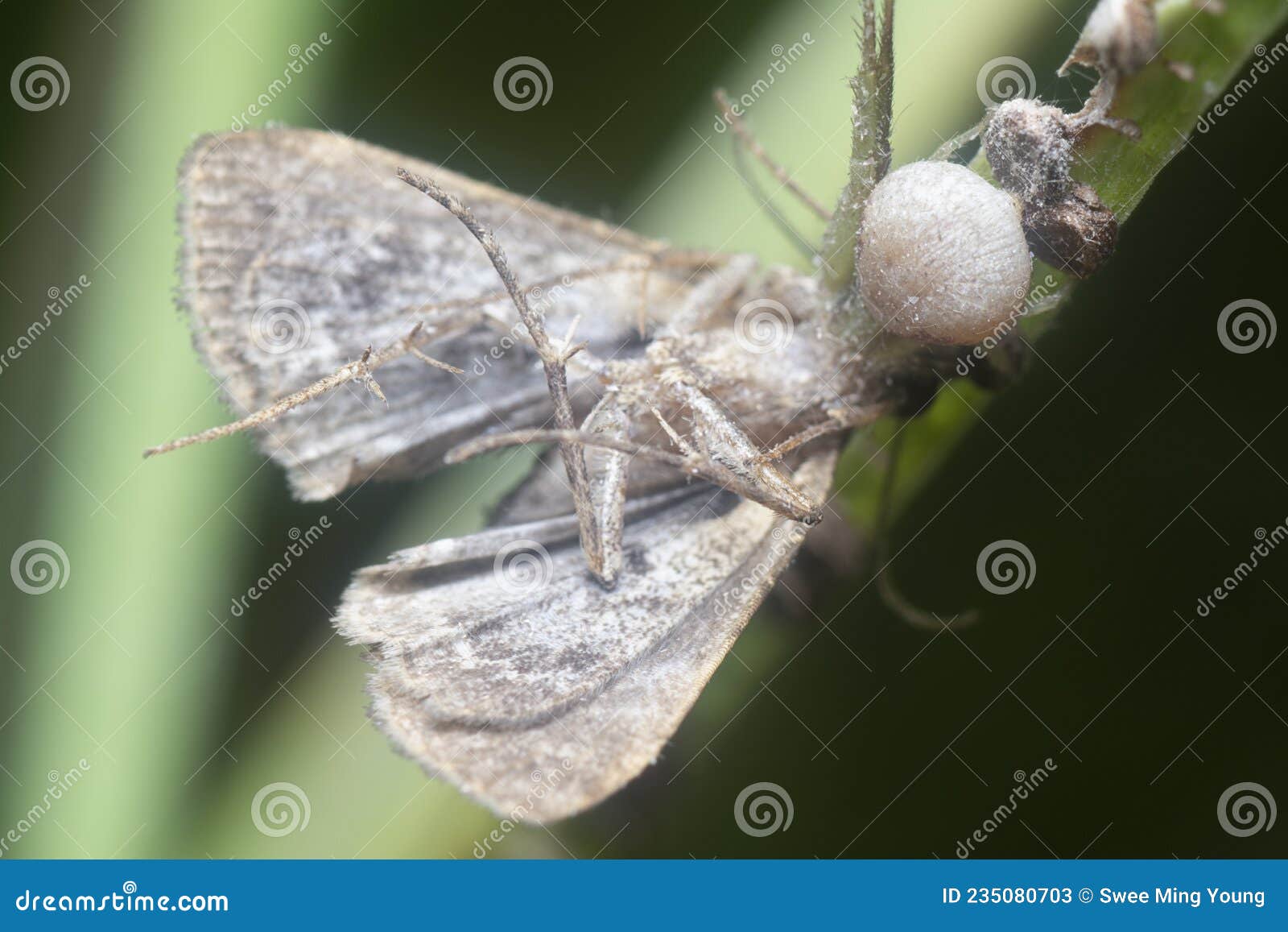Crab Spider Caught a Moth Prey. Stock Image - Image of leaf, arthropod ...