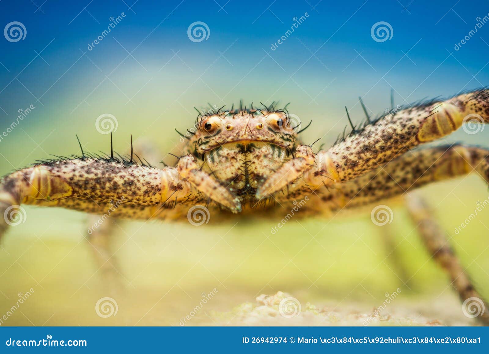 Extreme Macro Magnification Of A Crab Spider Looking At Camera Royalty ...