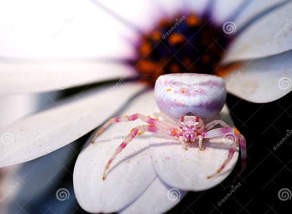 Crab Spider on Daisy stock image. Image of crab, plant - 22841219