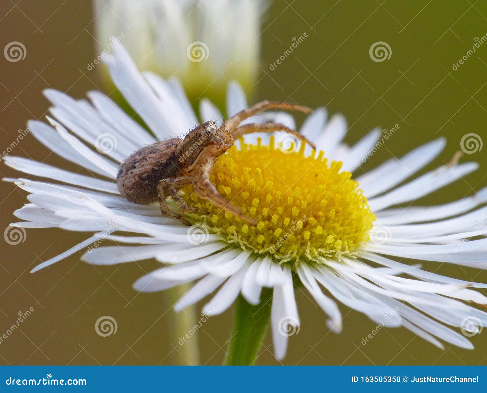 Crab Spider on Daisy Side View Stock Photo - Image of brown, details ...