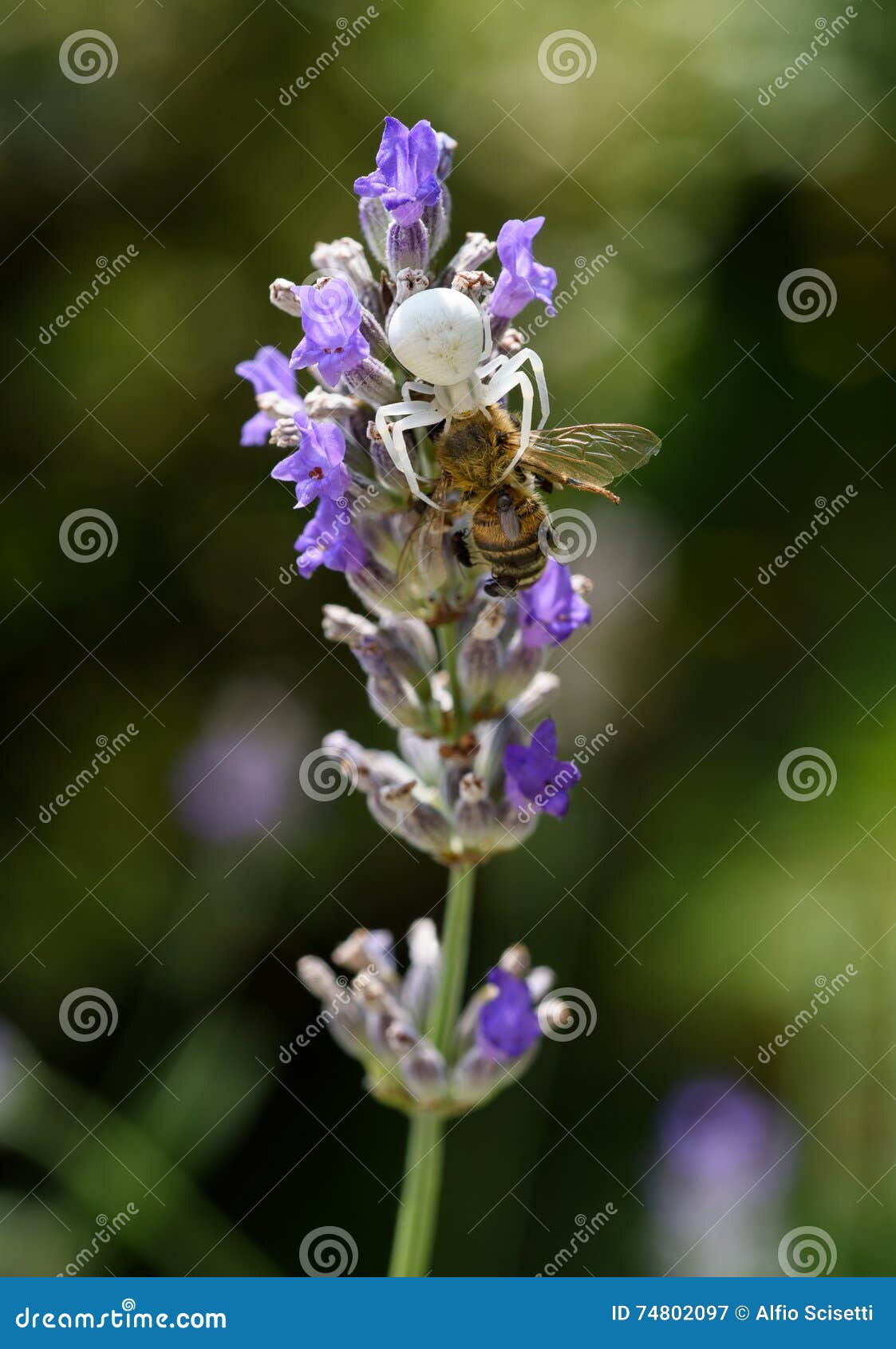 Crab spider eat bee stock image. Image of lavender, crabspider - 74802097
