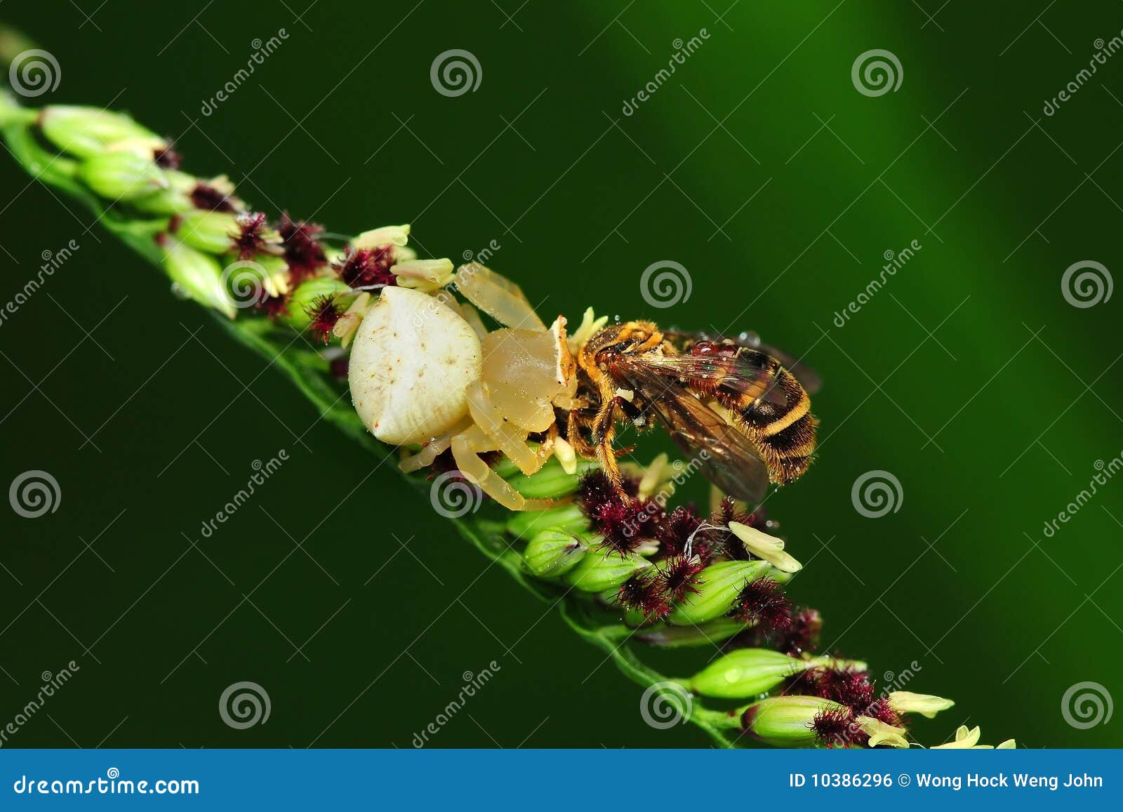 Crab spider eating a bee stock photo. Image of creature - 10386296