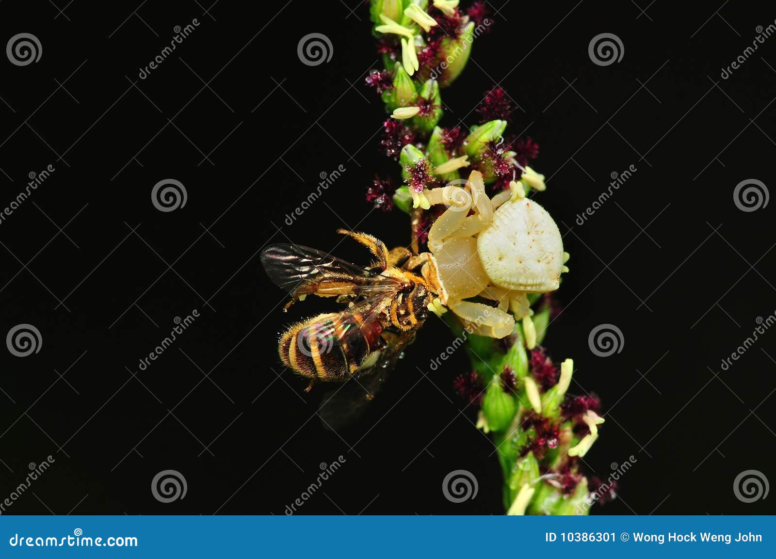 Crab Spider Eating a Bee in the Park Stock Image - Image of predator ...