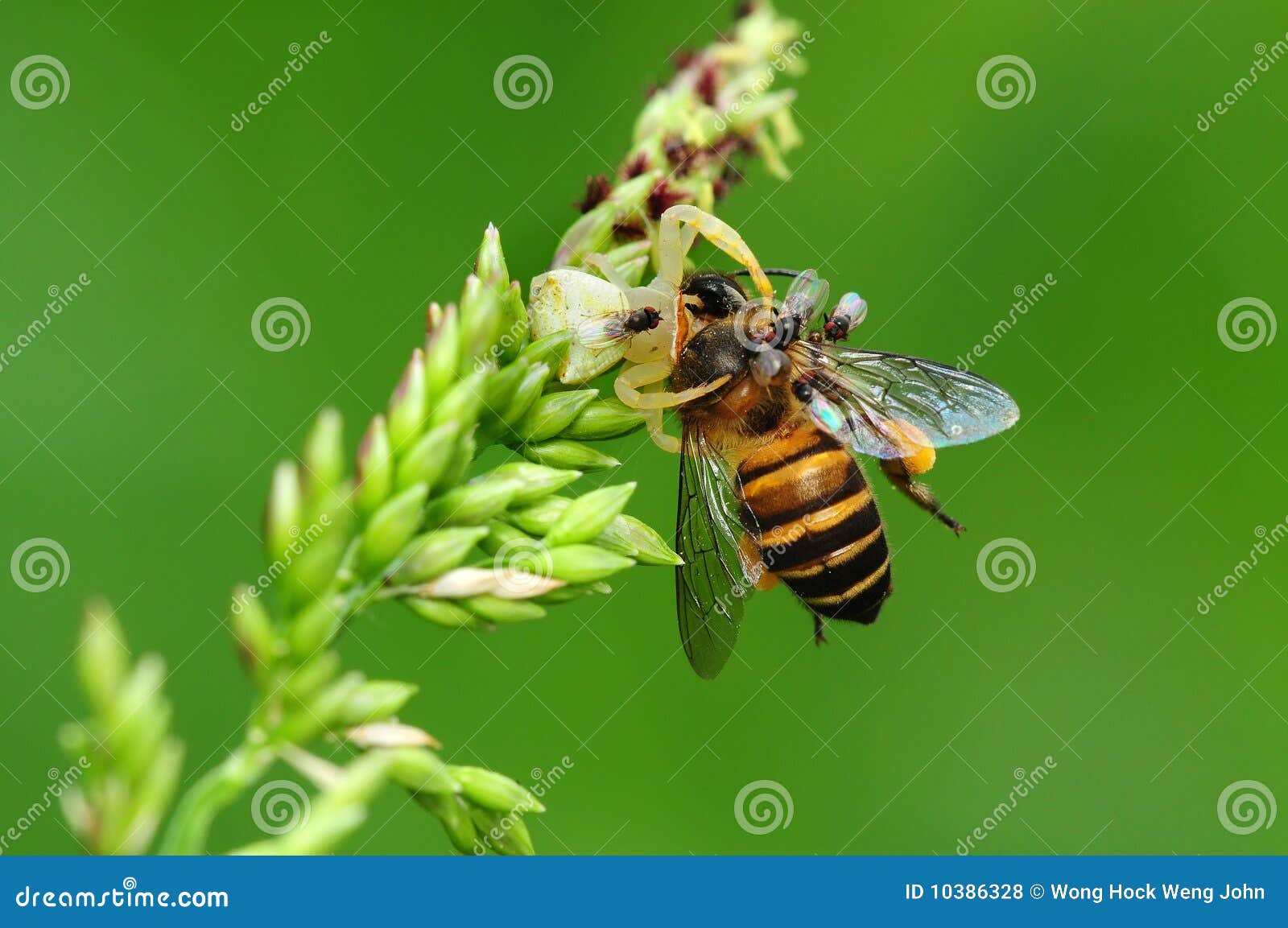 Crab Spider Eating a Bee in the Park Stock Photo - Image of wildlife ...