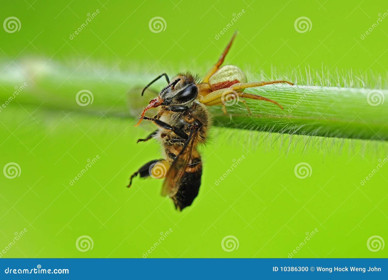 Crab spider eating a bees stock photo. Image of eating - 10386300
