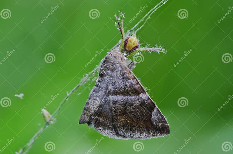 Crab spider eating a moth stock image. Image of nature - 27231231