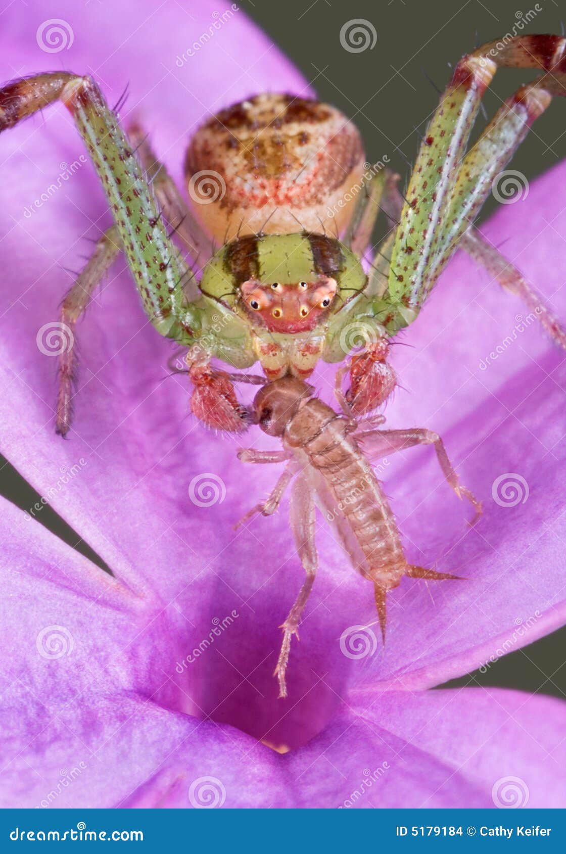 Crab Spider Eating Tiny Cricket Stock Photo - Image of jumping ...