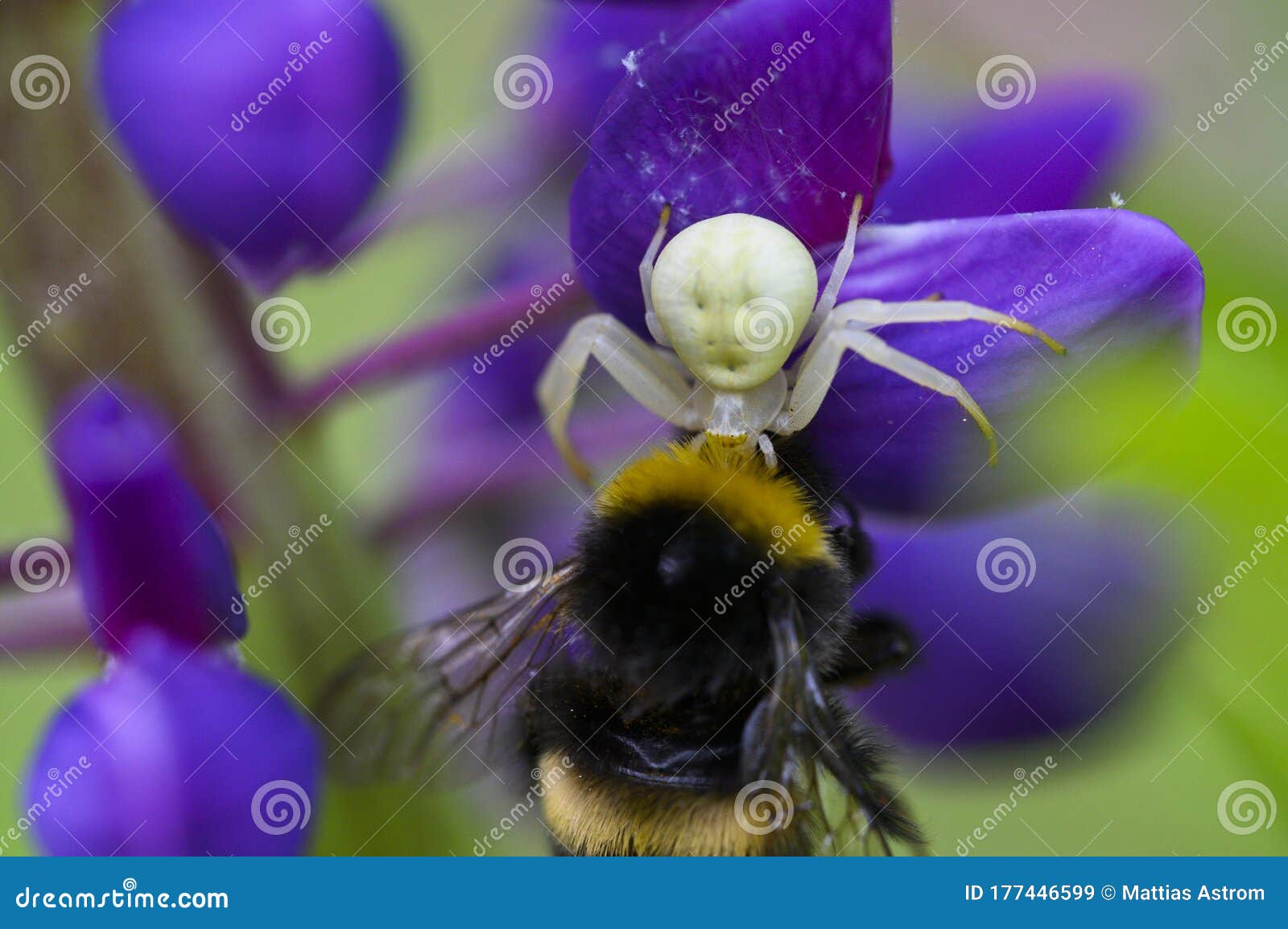 Spider And Bumblebee. Yellow Spider Bites Its Prey Stock Photography ...