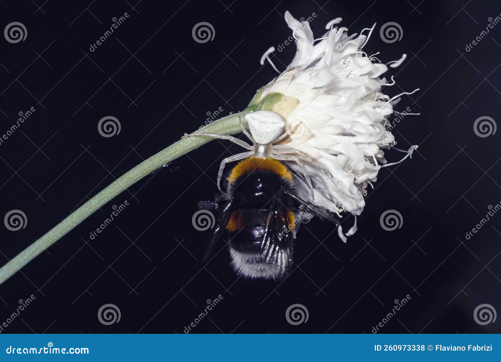 Crab spider with its prey stock photo. Image of entomologist - 260973338 Crab spider with its prey stock photo. Image of entomologist - 260973338