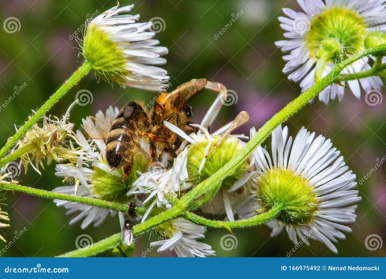 Crab Spider Misumena Vatia Hunting Bee Stock Photo - Image of color ...