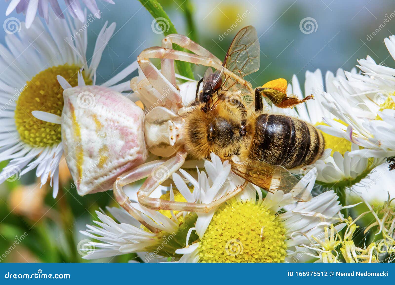 Crab Spider Misumena Vatia Hunting Bee Stock Photo - Image of insect ...