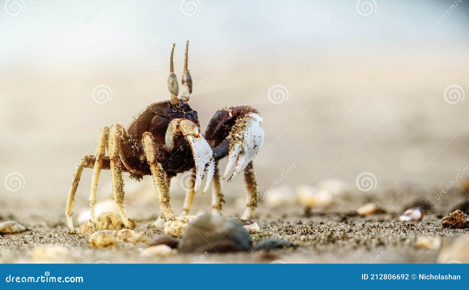 Crab Stand on the Beach and Look at Somewhere, Taiwan Stock Photo ...