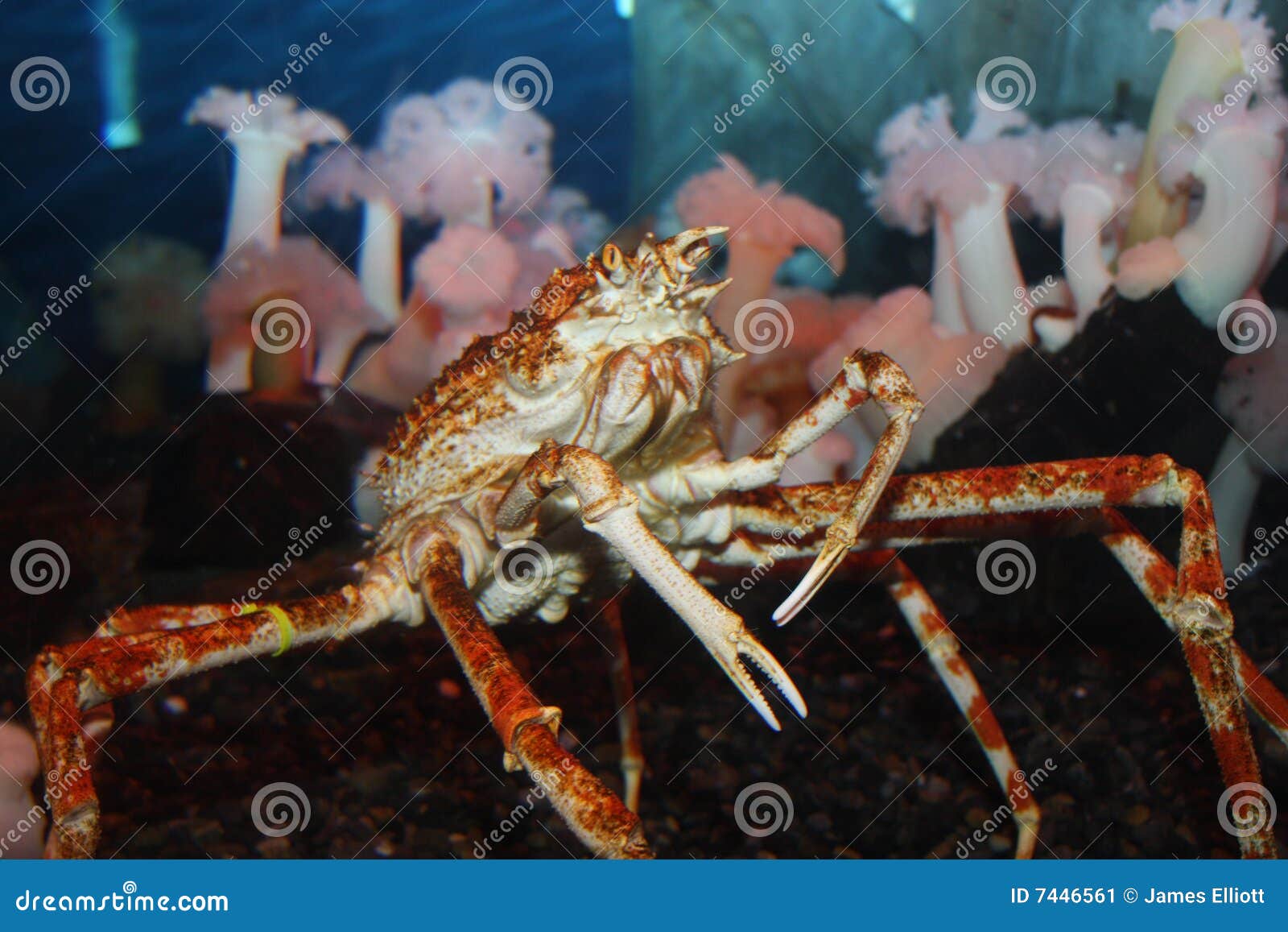 Crab Stands Guard stock image. Image of scuba, prey, ocean - 7446561