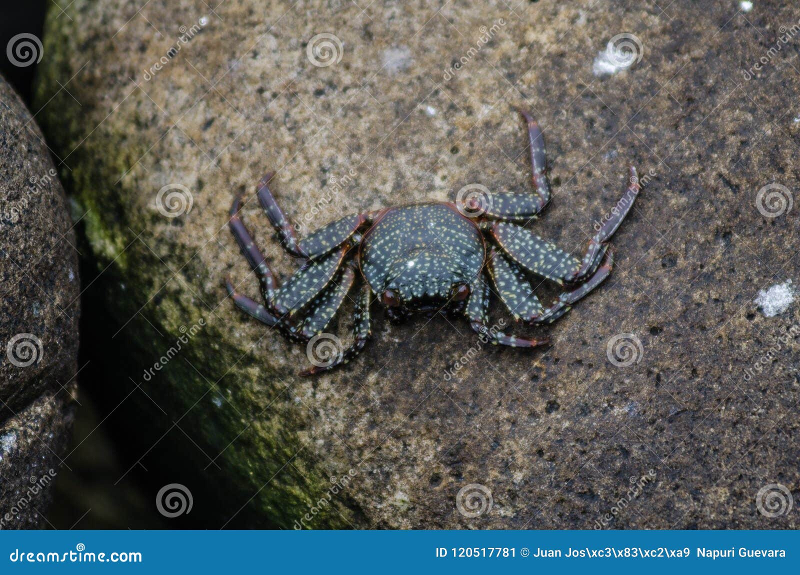 A Crab on the Stone of a Beach Stock Image - Image of brown, exotic ...