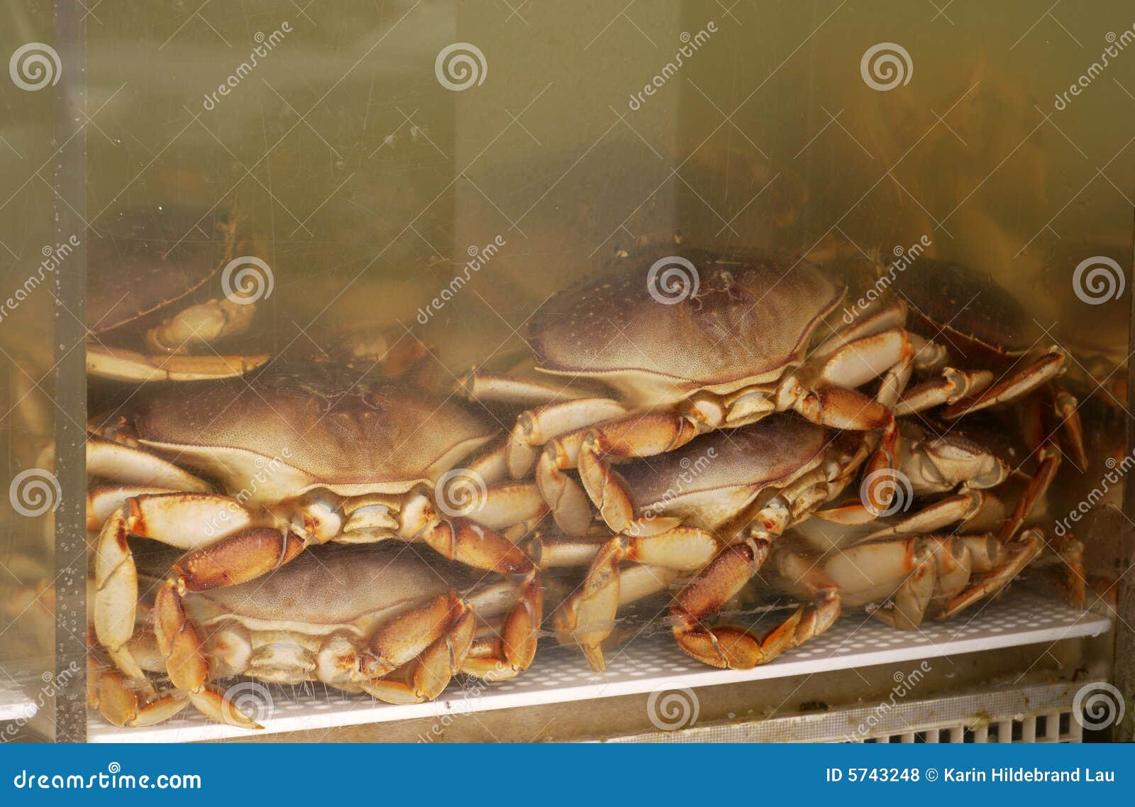 Crab in Tank stock photo. Image of tank, market, restaurant - 5743248
