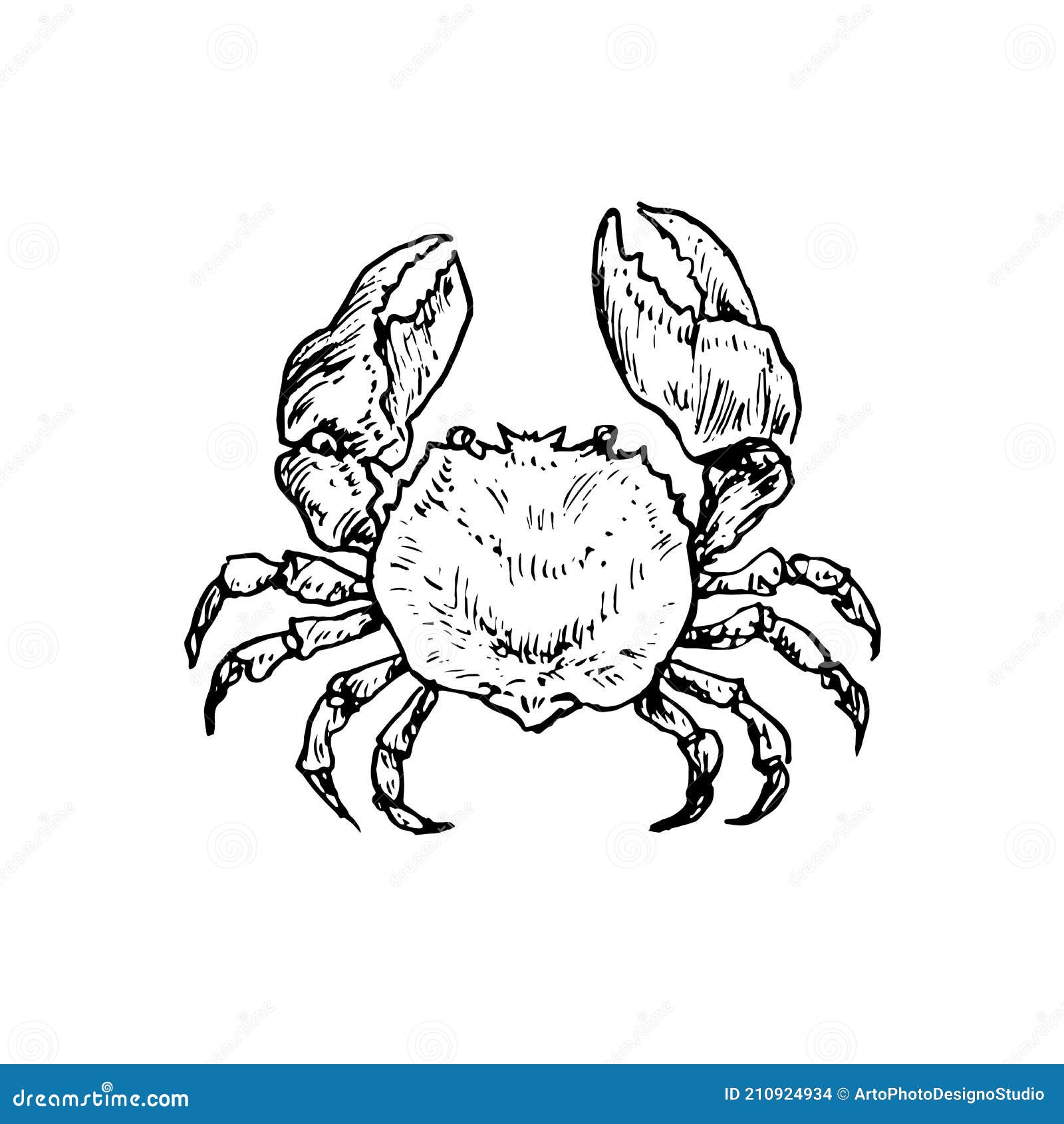 Crab Top View, Doodle Black Ink Drawing, Woodcut Style Stock Vector ...