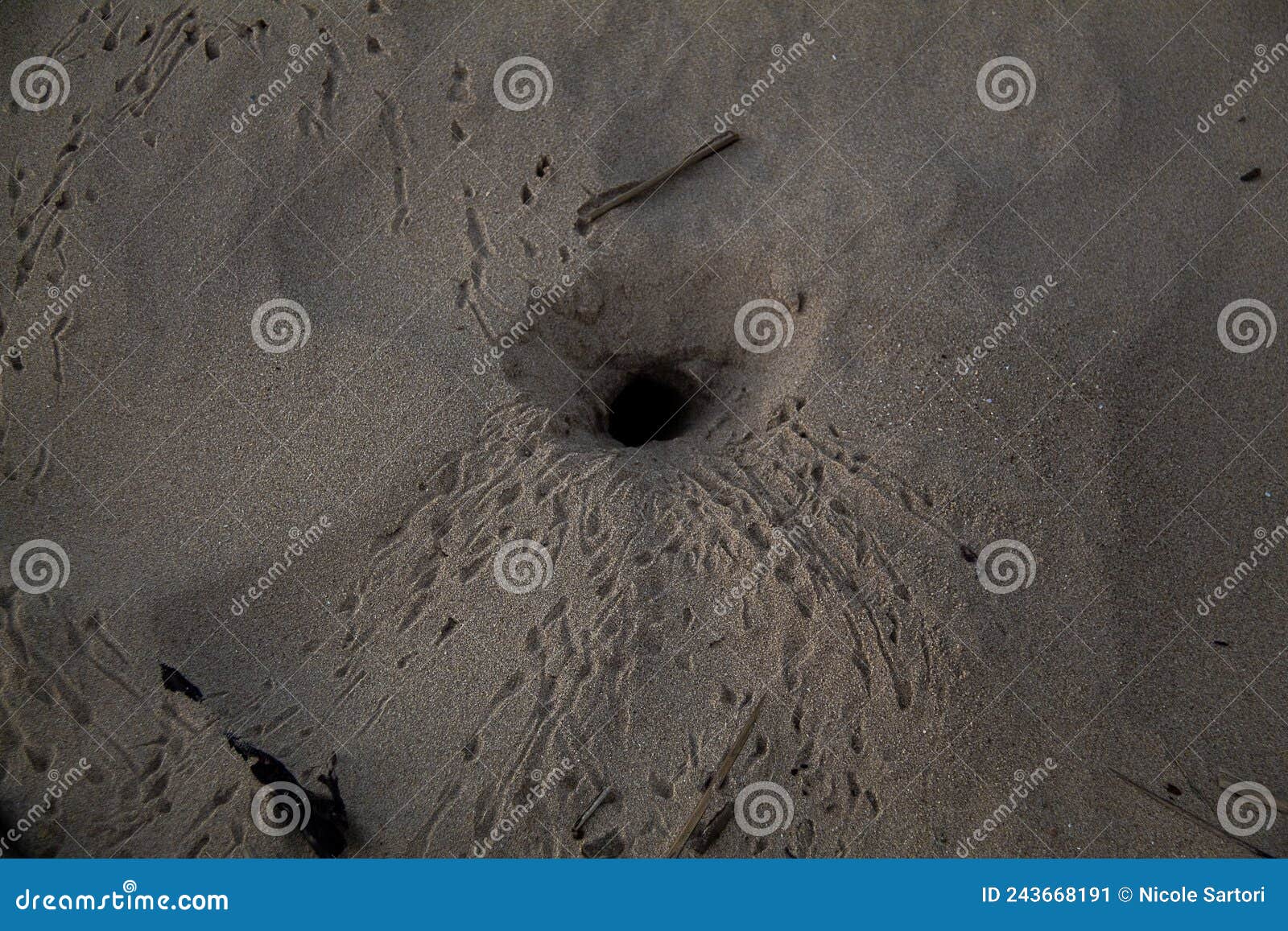 Crab Tracks and Hole on Beach Stock Image - Image of brown, crab: 243668191