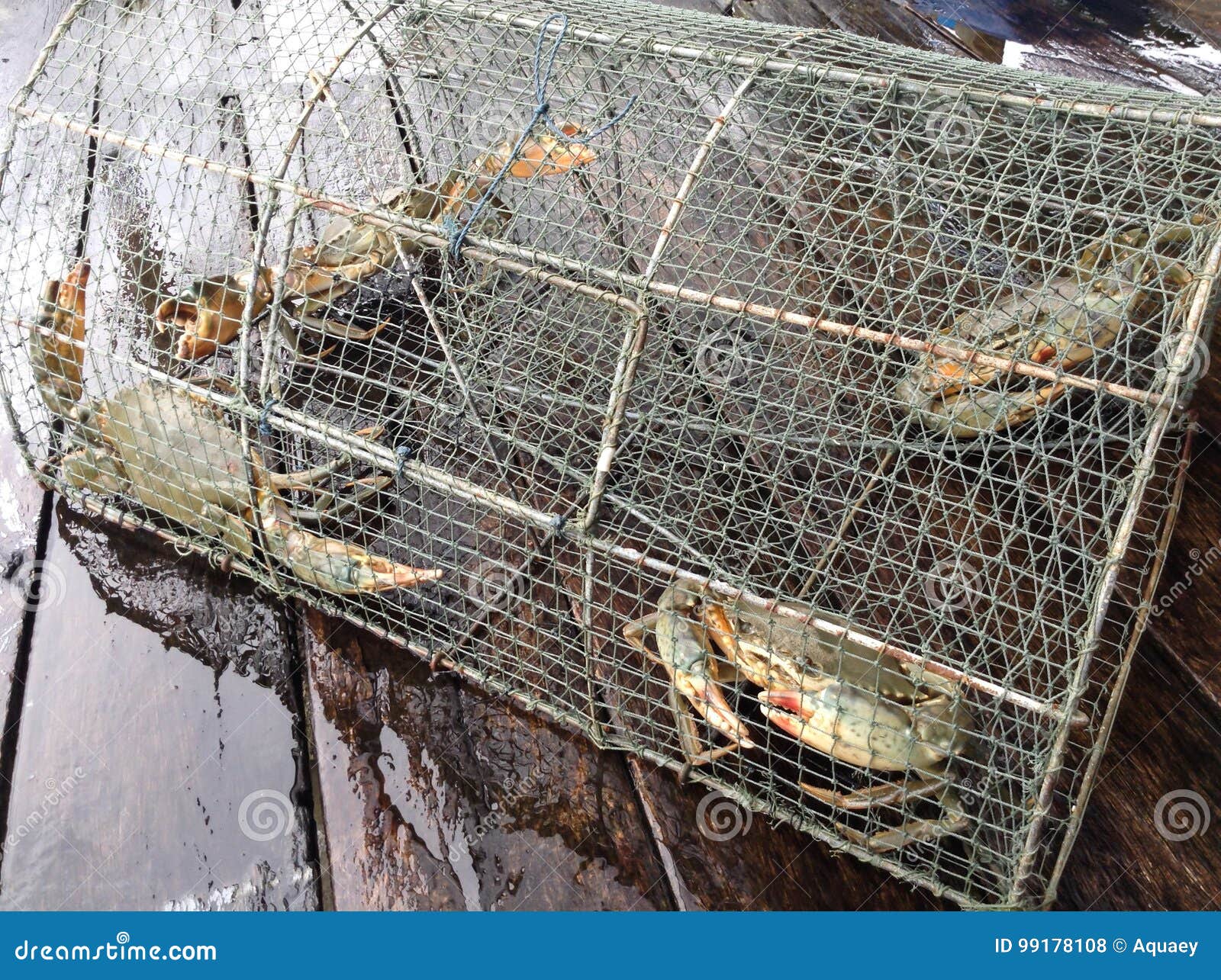 Crab trap stock photo. Image of prepared, catch, marine - 99178108