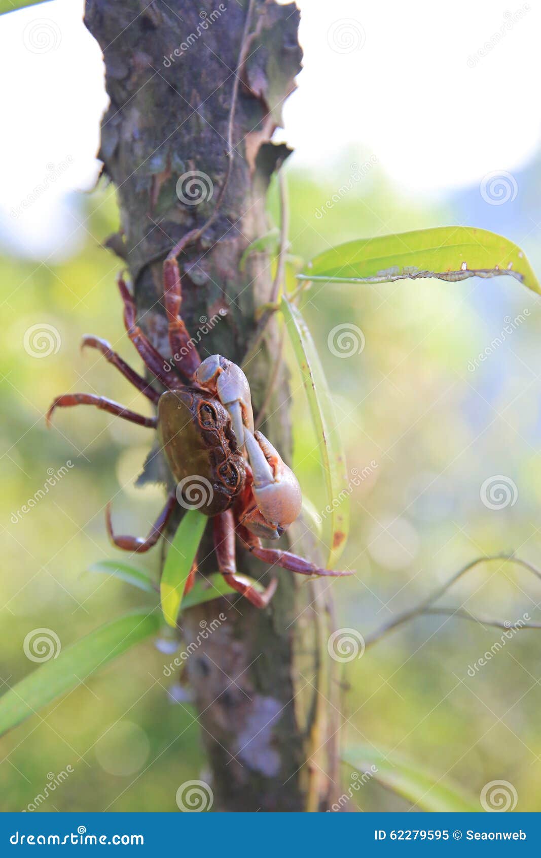 Crab on a tree. stock image. Image of creature, summer - 62279595