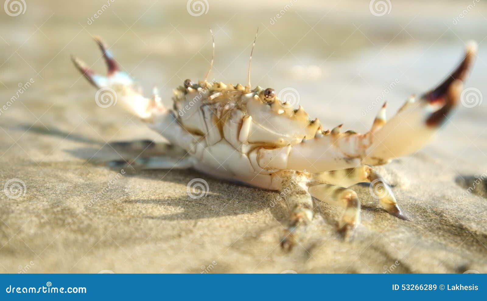 Crab at Tropical Ocean Beach Stock Video - Video of action, food: 53266289