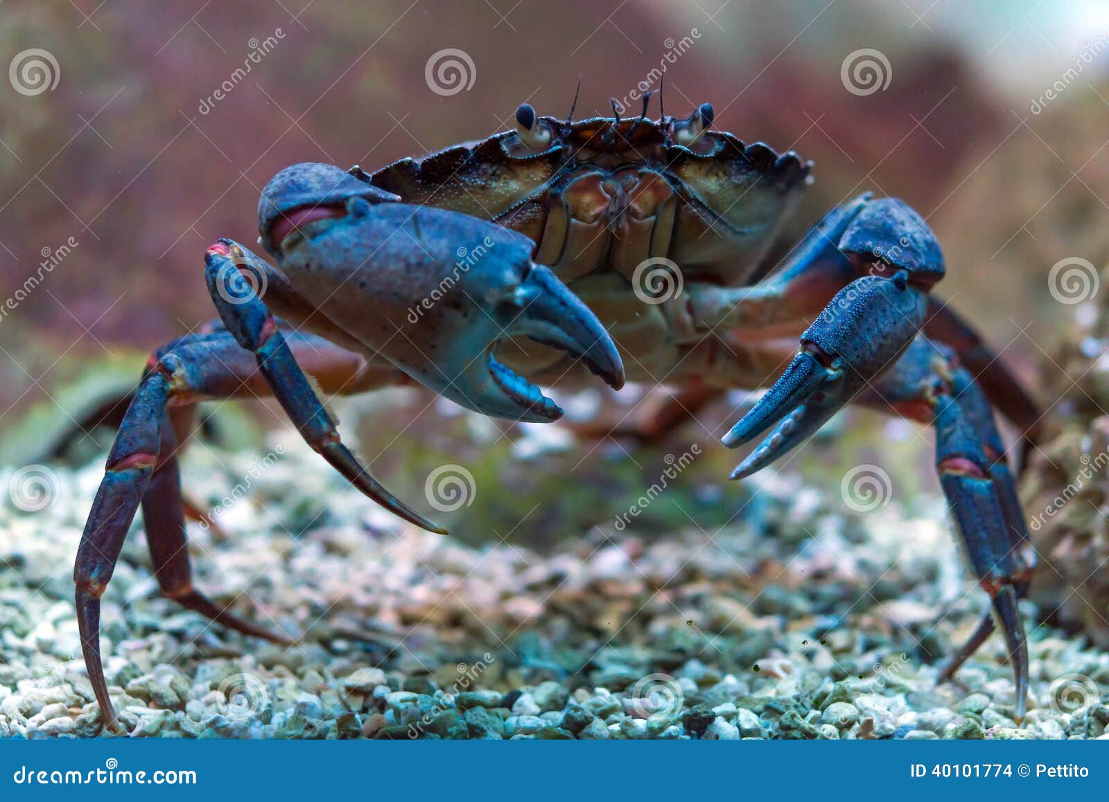Crab underwater stock photo. Image of claw, aquarium - 40101774
