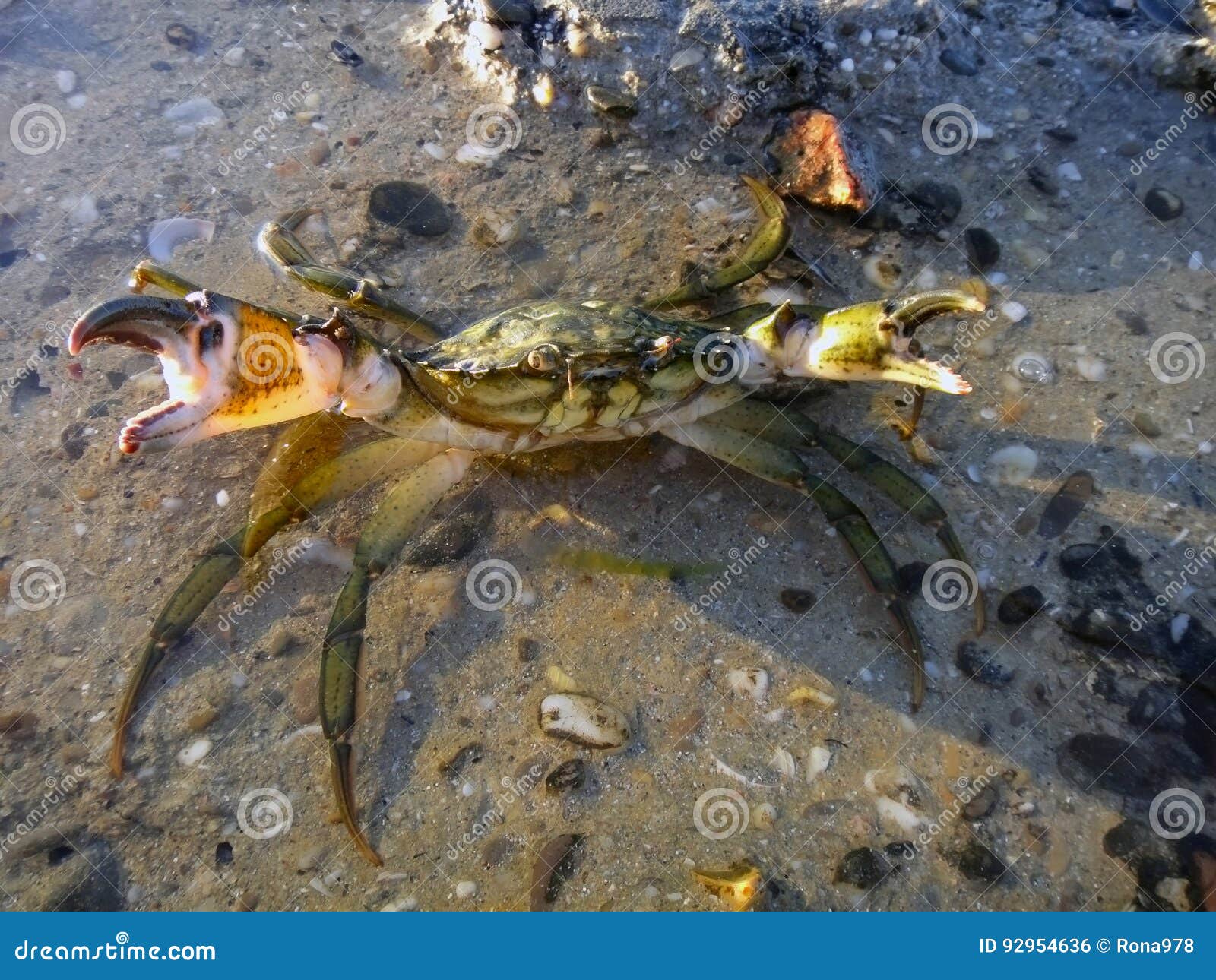 Crab stock photo. Image of shellfish, nipper, food, beautiful - 92954636
