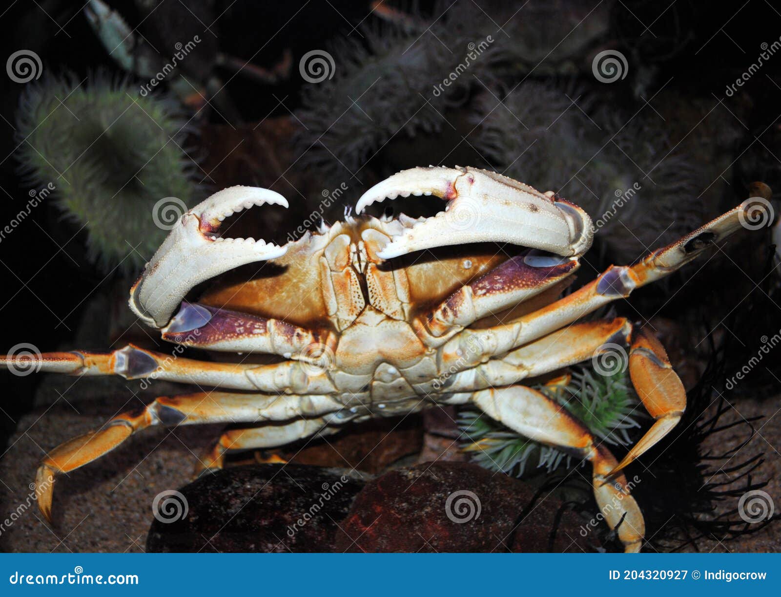 Crab Walk stock image. Image of weed, ocean, swimming - 204320927