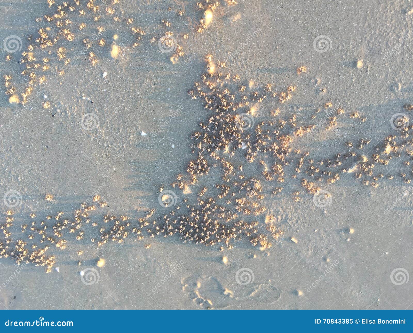 Crab wave stock image. Image of white, small, walk, life - 70843385