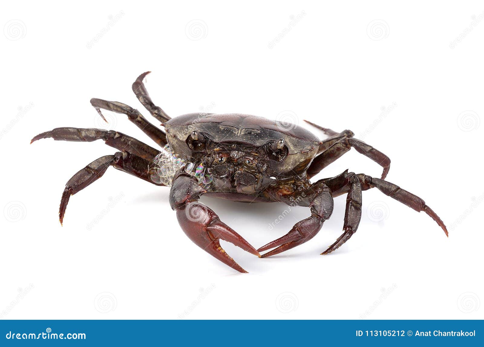 Crab on white background stock photo. Image of closeup - 113105212