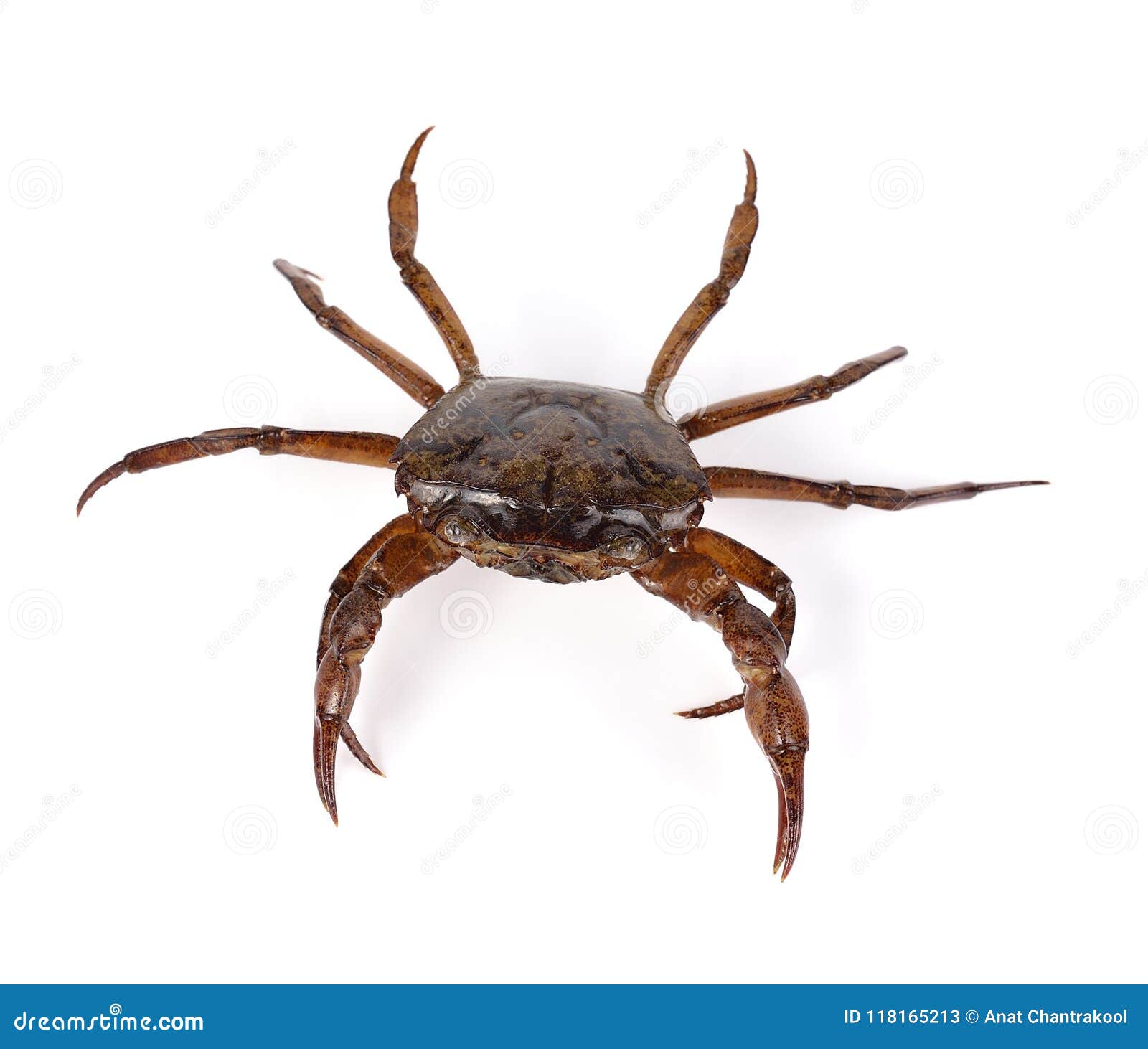 Crab on white background stock image. Image of front - 118165213