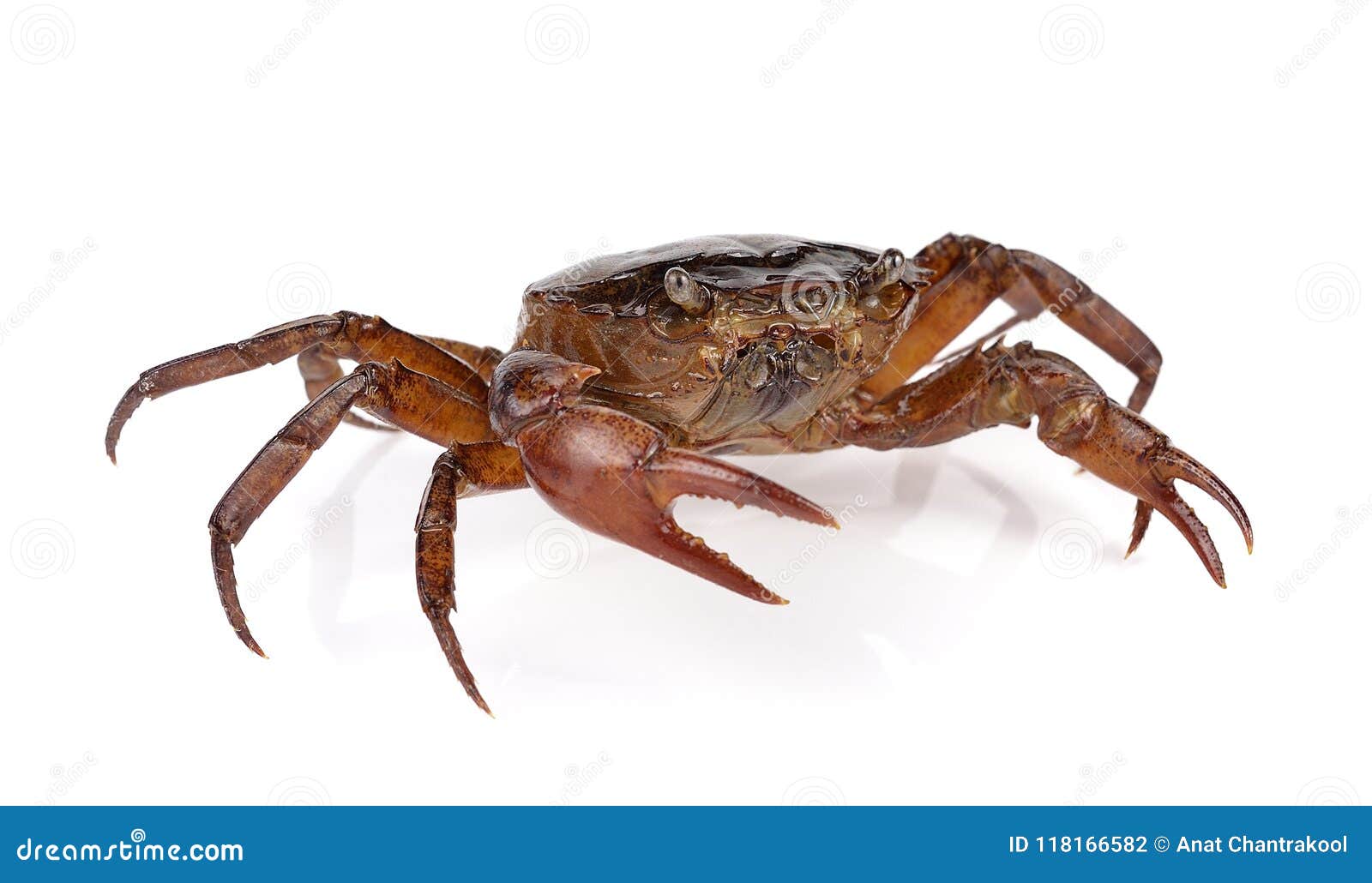 Crab on white background stock photo. Image of claw - 118166582