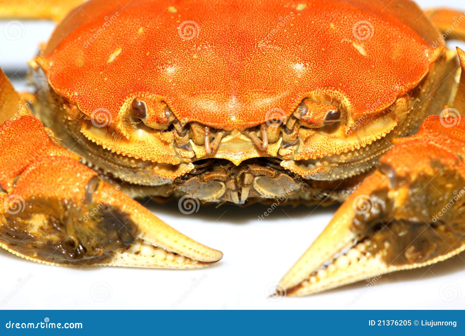 Crab on a white background stock image. Image of china - 21376205