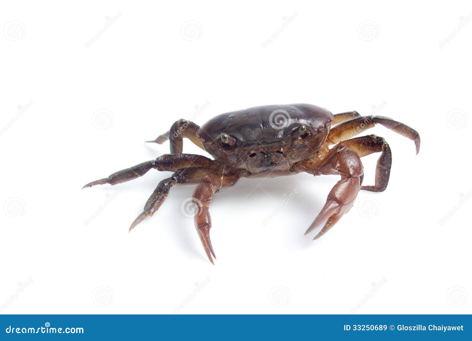 Crab on white background stock image. Image of delicious - 33250689